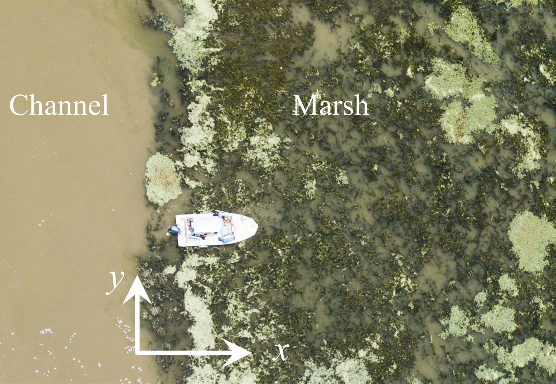 Impact of sediment supply on growing plants in coastal marshes - cee ...
