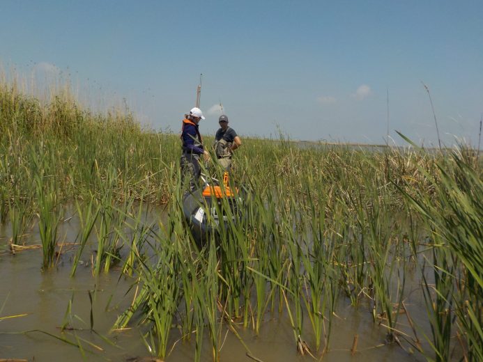 Impact of sediment supply on growing plants in coastal marshes - cee ...