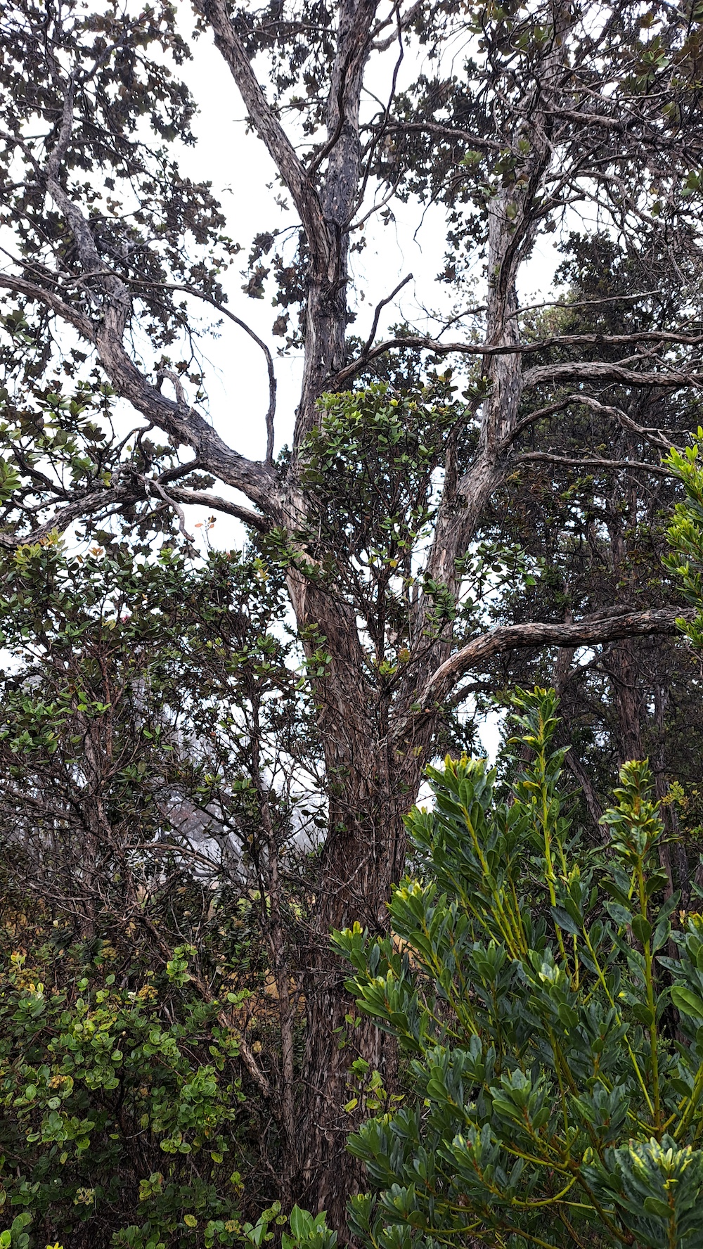Fieldwork class investigates changing ecosystem in Hawai'i - cee.mit.edu