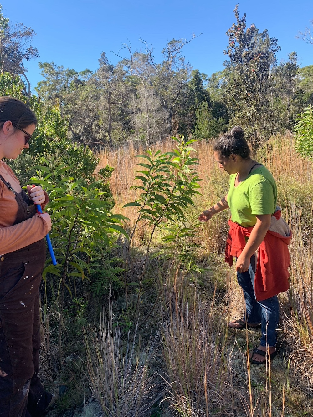 Fieldwork class investigates changing ecosystem in Hawai'i - cee.mit.edu